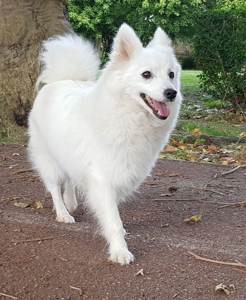Accueil - Elevage Of Kiara Tenshi - eleveur de chiens Spitz japonais